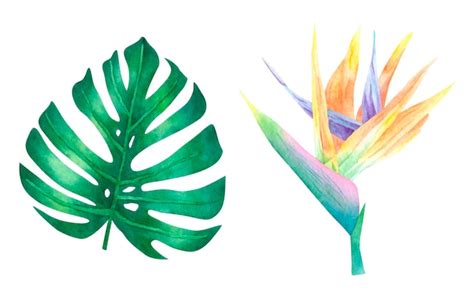 수채화 열 대 이국적인 Strelitzia Reginae Monstera 흰색 배경에 고립 프리미엄 벡터