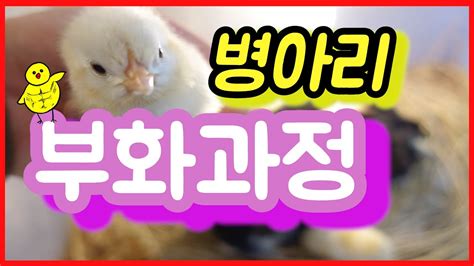 병아리 부화 시키기 병아리 부화과정 마지막 3탄 Youtube