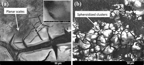 Sem Micrographs Of Internal Surface Of Foam Sintered At 350 °c For