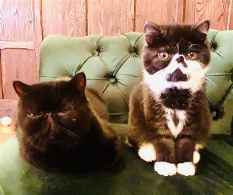 Please Say Hello To My Sons Lux And Henry Rexoticshorthair