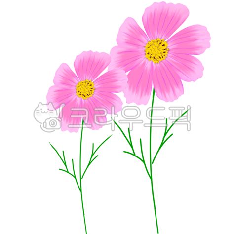 가을 식물 코스모스 꽃 꽃잎 사진이미지일러스트캘리그라피 Raracalli작가