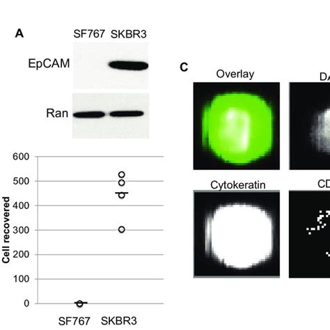 Detection By The Cellsearch System Of Breast Cancer Cells But Not Download Scientific Diagram