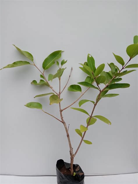 Maa Dan Plant In Poly Bag Plants And Plants Supercentre