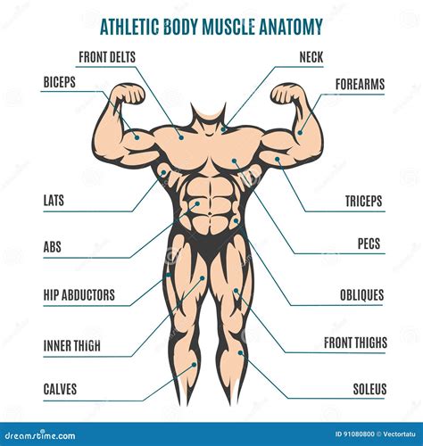 O Sistema Muscular Masculino Ilustracao Stock Ilustracao De Exato Images
