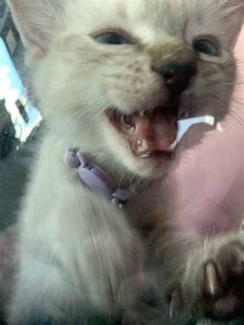 my kitty doesn t like her new backpack carrier r spicyautism