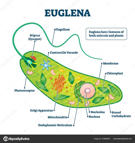 Euglena Cell Diagram