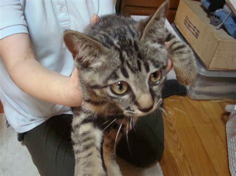 里親さん募集中です 飼い主のいない猫の会
