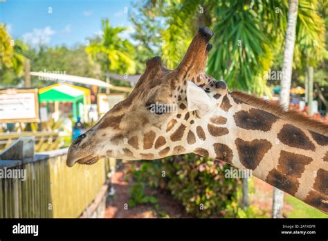 Florida Usa September 19 2019 Giraffes In Lion Country Safari