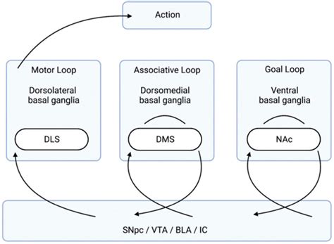 Organization Of The Basal Ganglia Loops Involved In Goal Directed