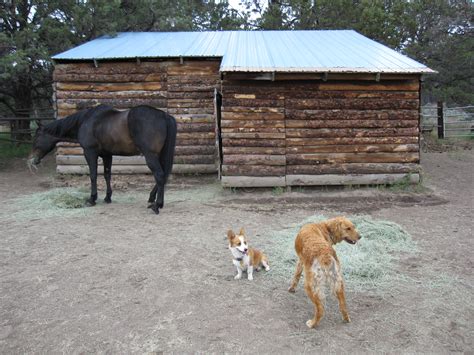 An Austin Homestead A Few Doses Of Ranch Cute