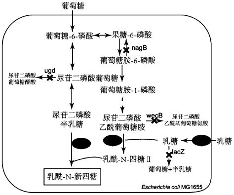 Recombinant Escherichia Coli For Synthesizing Lactoyl N Neotetraose And Construction Method And