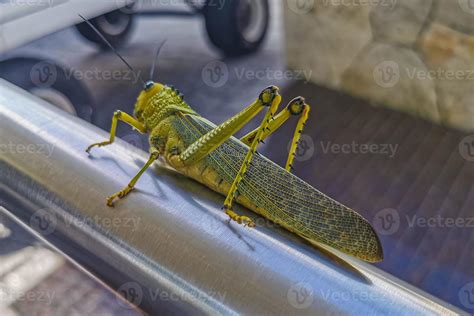 Giant Green Grasshopper Sitting On Railing In Mexico 11549599 Stock