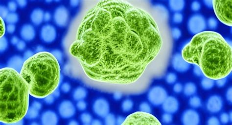 Bacterial Cell Under Light Microscope