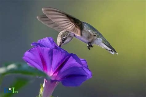 Do Hummingbirds Like Morning Glories Yes 5 Benefits Birds Idea