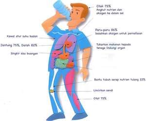 Nelly S Site Keseimbangan Air Di Dalam Tubuh