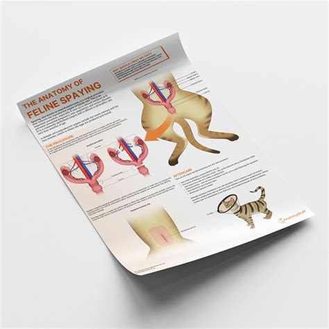 Female Cat Anatomy