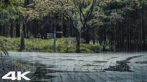 편안한 공원에 내리는 아름다운 빗소리 Asmr과 함께 걱정을 잊고 빠른 수면 불면증을 위한 백색소음 스트레스 해소에 좋은 힐링 비오는소리 Youtube
