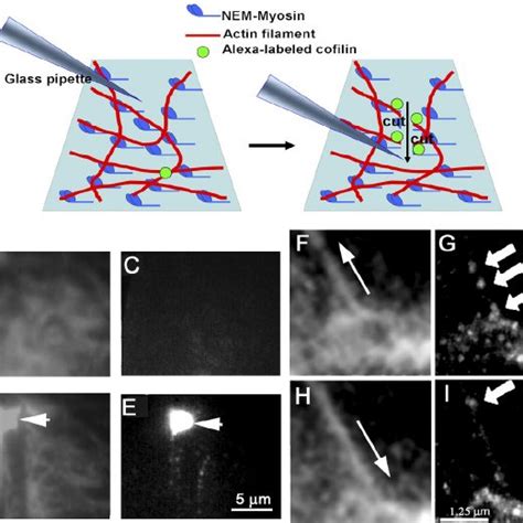 Tension In Actin Filament Prevents Or Delays Severing By Cofilin A A Download Scientific