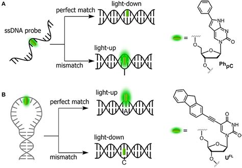 Fluorescent Dna Probes At Michael Stover Blog