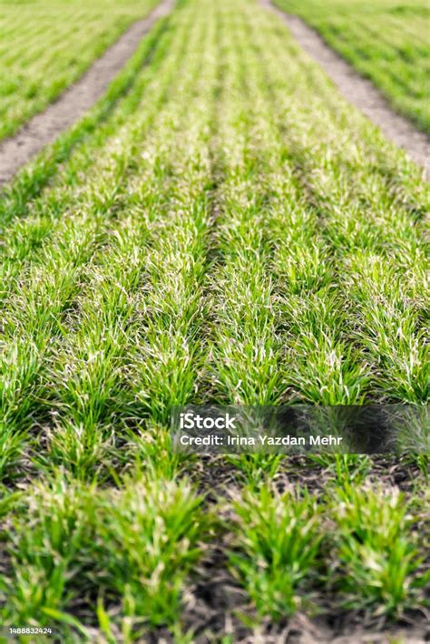 겨울 밀 작물 성장 단계 경작 저녁 골든 아워 텍스트를 위한 장소가 있는 세로 프레임입니다 선택적 초점 0명에 대한 스톡 사진