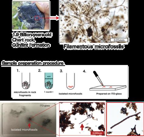 Figure 1 [image] Eurekalert Science News Releases