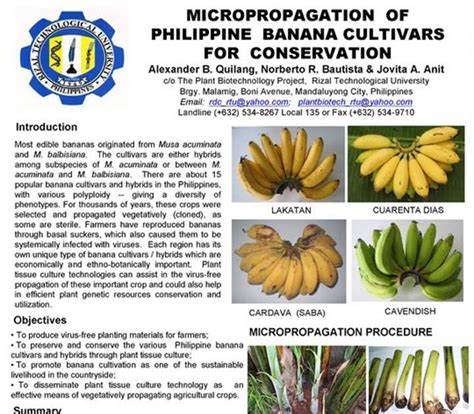 The Rtu Plant Biotech And Urban Agriculture Project The Banana