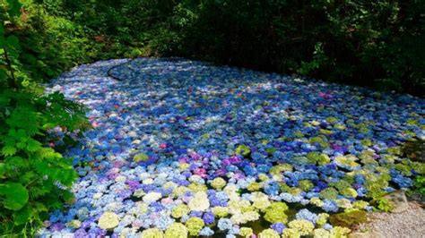 中山の大藤の見頃、開花状況まとめ サキドコロ