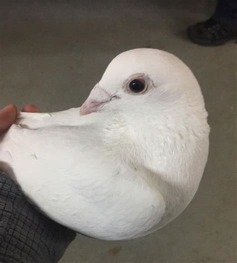 My White Boi Scrolller