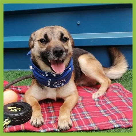 Tiny Tim Cape Of Good Hope SPCA