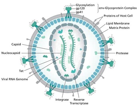 What Is The Difference Between Capsid And Nucleocapsid Pediaacom