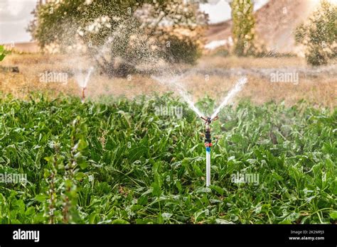 Automatic Sprinkler Irrigation System Watering In The Vegetable Farm