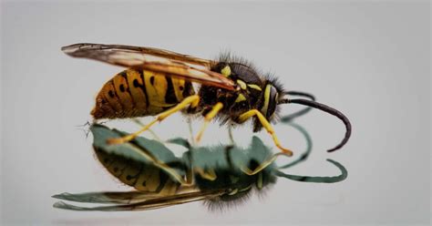 Quelle est la différence entre une abeille une guêpe un bourdon et un