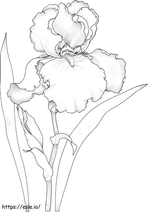 1527067097iris Blossom Coloring Page