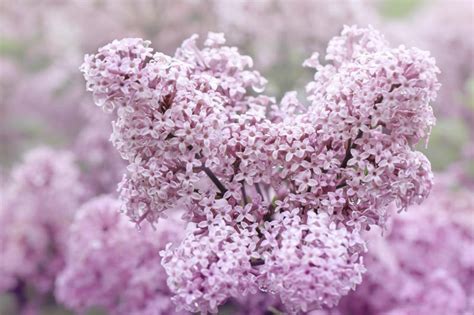 Syringa Meyeri Palibin Lilac