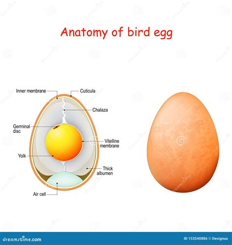 Anatomy Of Bird Egg Schematic Of A Chicken Egg Stock Vector