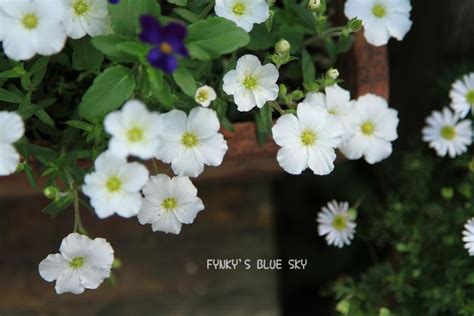 白くて小さい花が好き♪ Funkys Blue Sky