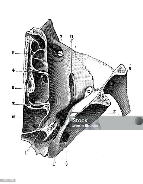 Illustrazione Antica Di Ossa Di Anatomia Del Corpo Umano Cranio Orbita