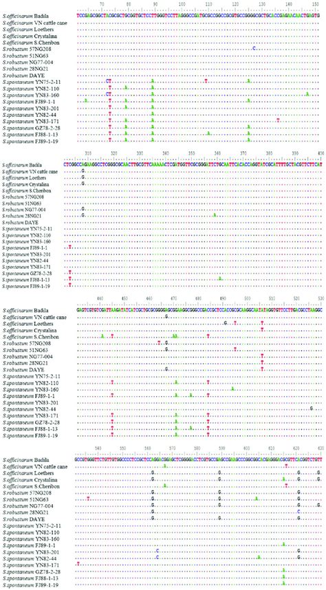 Analysis Of Nrdna Its Sequences ÁÁÁÁÁÁ Represents Sequences That Are