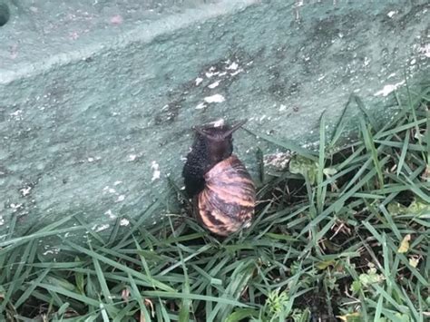 O Lindo Molusco Caleb Neneu Quizur