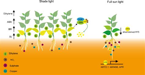 figure 2 from shade induced leaf senescence in plants semantic scholar