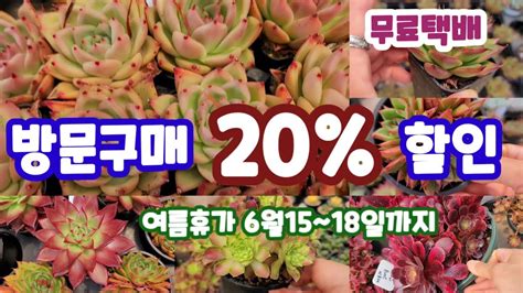 가시와다육이마을에 20할인 방문판매 에어니옴 신상~싸게 품어보시고 착한가격다육 더 플러스할인 Youtube