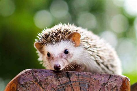 Igel Steckbrief Bilder wichtigsten Fakten über den Igel