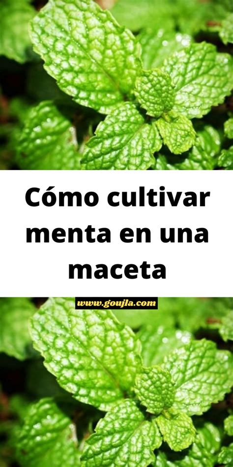 Cómo cultivar menta en una maceta Como cultivar menta Cultivar menta