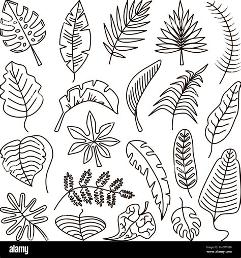 Jungle Leaves Clip Art Jungle Illustration Plant Leaves