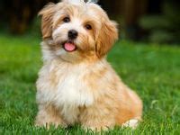 Idee N Over Hondjes Hondjes Leuke Honden Honden