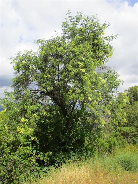 Sambucus Nigra Ssp Caerulea Linda Vista Native Plants