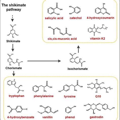 The Shikimate Pathway And Heterologous Products Derived From Chorismate Download Scientific