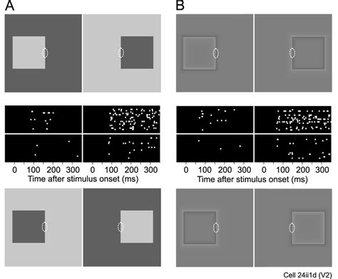 Border Ownership Selective Responses Of A V2 Neuron The Raster Plots Download Scientific