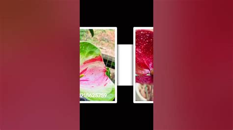 මෙහි සදහන් මල් වලින් පැල 05 ක් සහිත පැල පැකේජ් එක රු 2000ක් පමණි