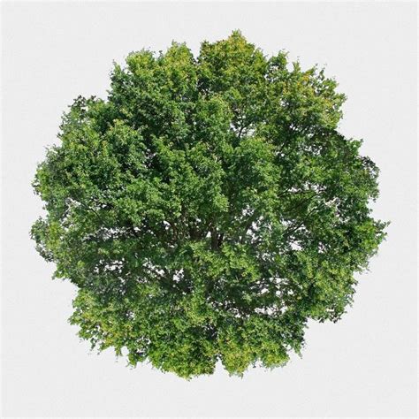 Download Premium Psd Image Of Green Tree Top View Isolated On White